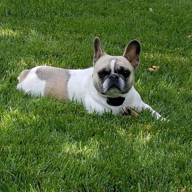 Franceschi Frenchies First Litter: CoCo Chanel & Callie Ann Turn 8