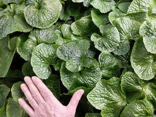 Fresh Wasabi Leaves (small size 6 to 9cm) 15 leaves min/ 30g | Majestic ...