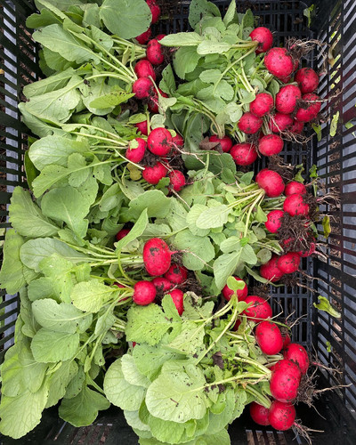 Red "Rover" Radish | website