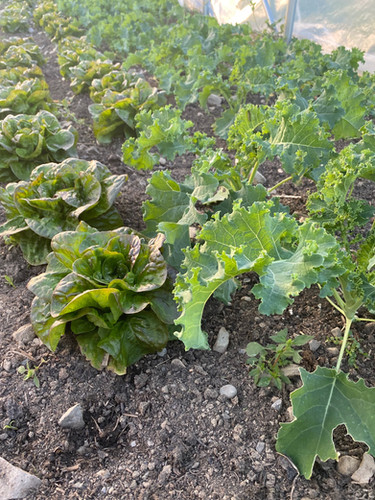 Winterbor Kale | website