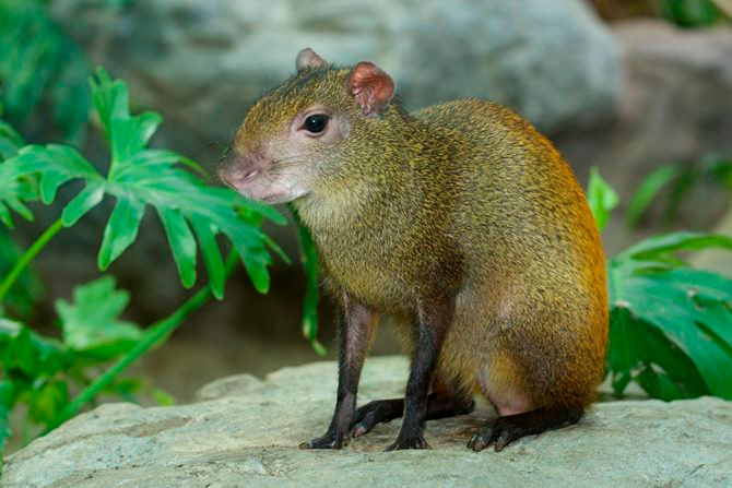 La Naturaleza de Quintana Roo