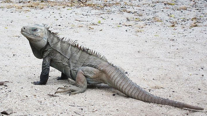 La Naturaleza de Quintana Roo