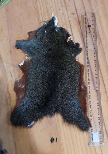 Squirrel skin #1 | nzfishingflies
