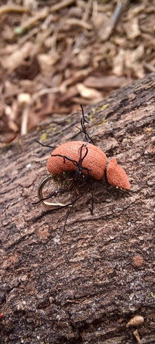 Flash beetle - brown | nzfishingflies