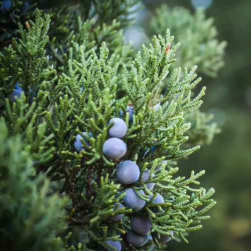 laboratory of flowers - juniper | stormsister spatique®