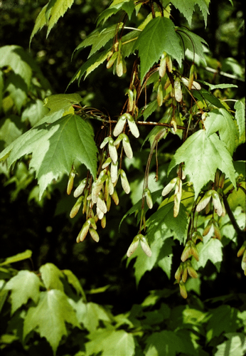 Red Maple | Kent Conservation 1