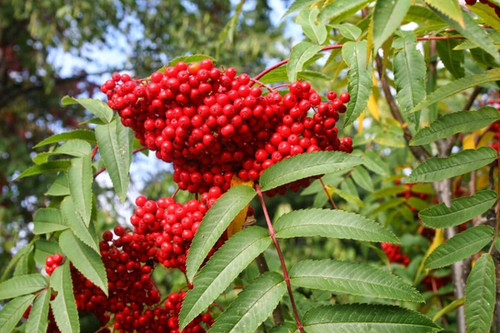 American Mountain Ash | Kent Conservation 1