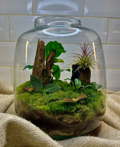 Calathea Terrarium | Pico's Plants