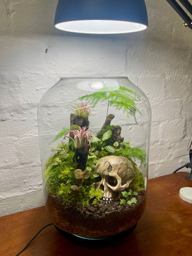 Custom Skull Terrarium | Pico's Plants