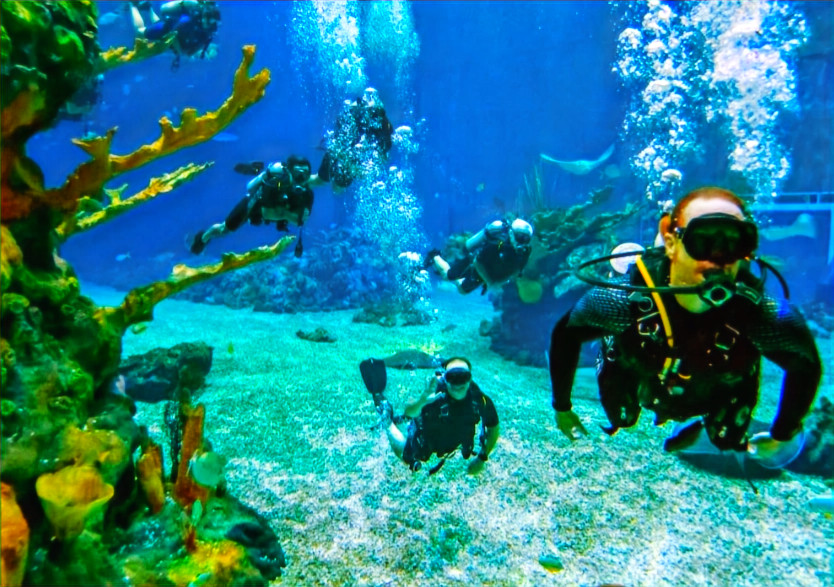 Dive Quest Returns To Epcot