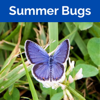 Summer Bugs