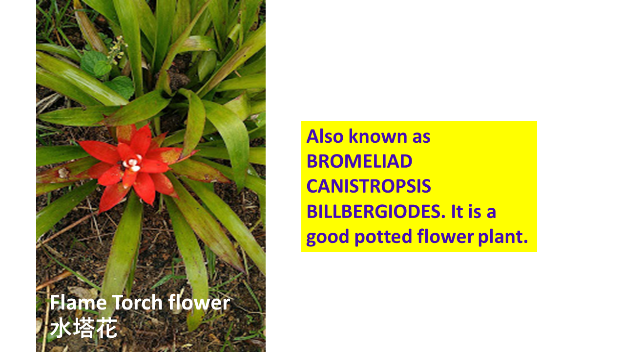 flame torch flower