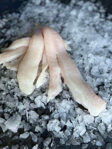 Fresh Flathead Fillets | Moofish