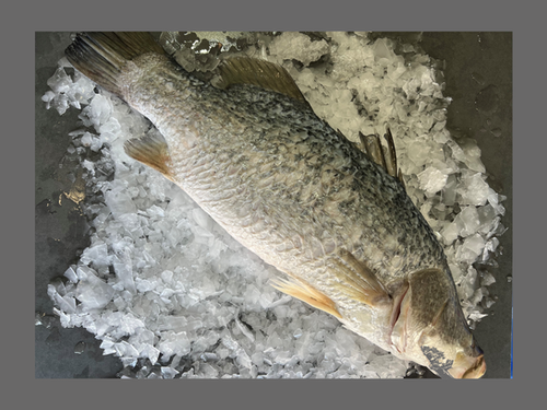 Whole Salt Water Barramundi | Moofish