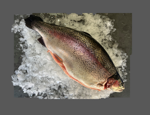 Whole Tasmanian Ocean Trout | Moofish