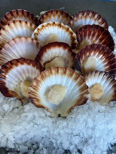 Half Shell Tasmanian Scallops | Moofish