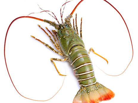 Wholesale Seafood | Moofish