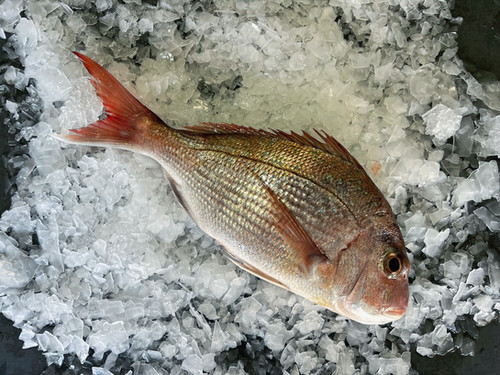 Whole Snapper | Moofish
