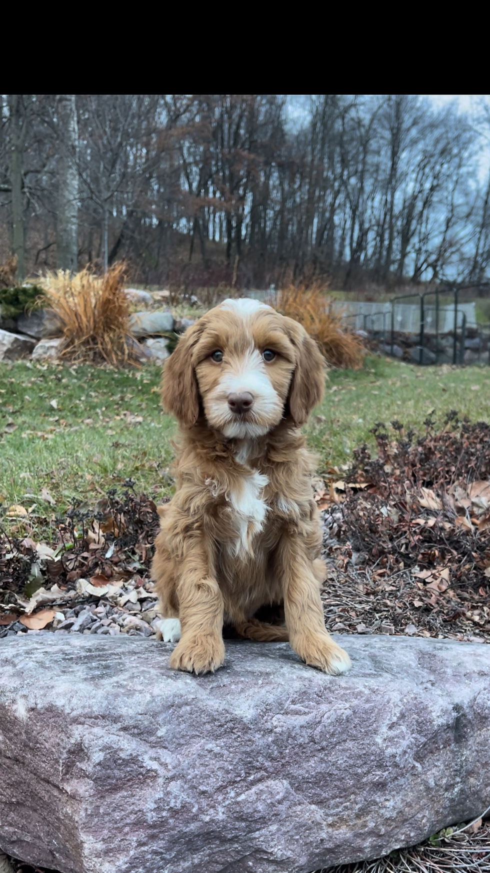 Current Pups | Spring Green Pups