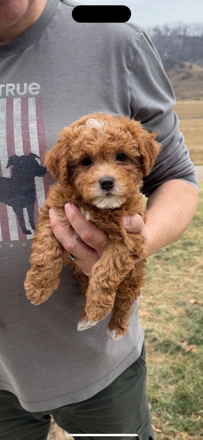 Current Pups | Spring Green Pups