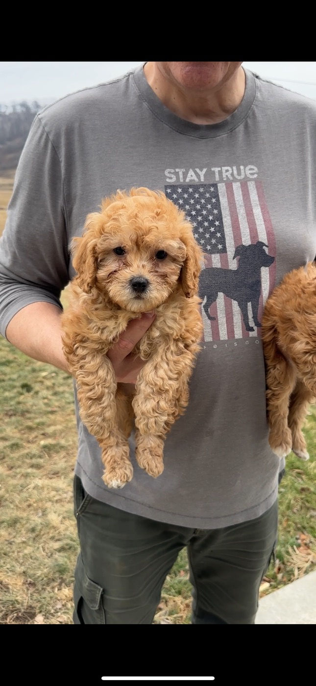Current Pups | Spring Green Pups