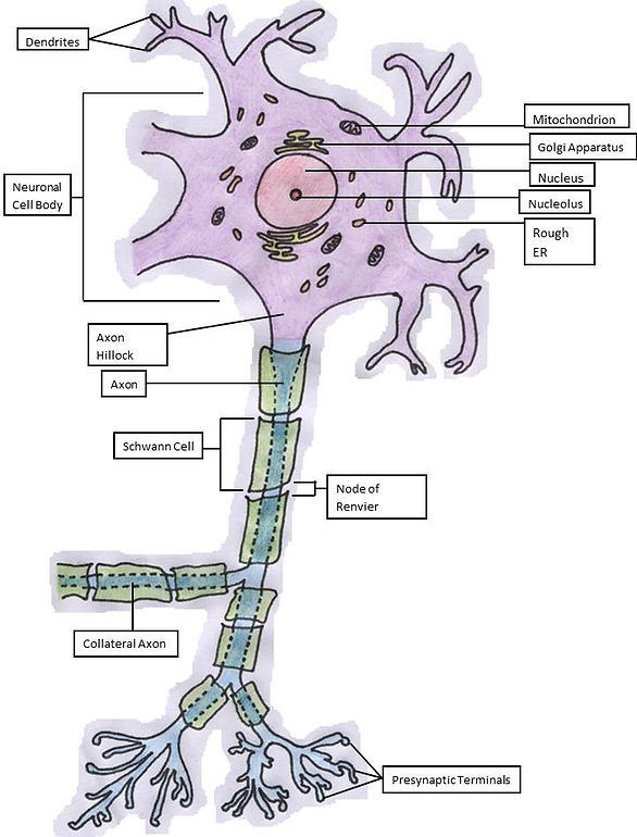 Anatomy of the Neuron | upperlimb