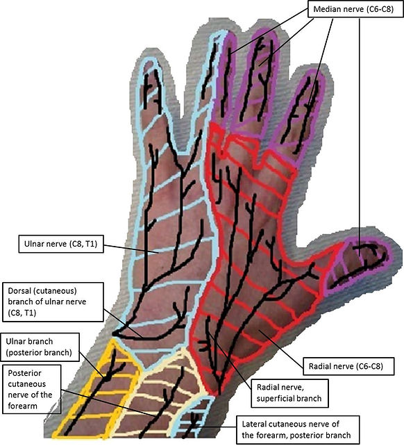 Hand | upperlimb
