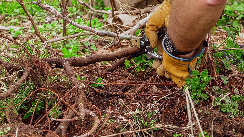Rooting Fig Trees at The Meadows