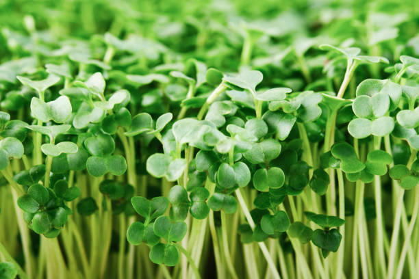 How to Store Microgreens to Maximize freshness