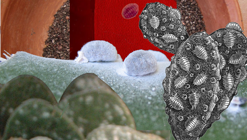 Seeing Red: How Cochineal Insects Die for Dye