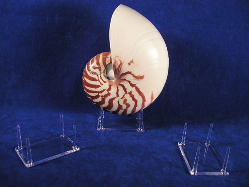 Small Clear Stand | Stands for Seashells