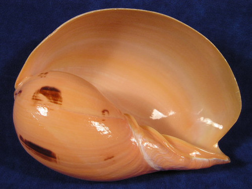 Indian Melon Seashells - Melo melo - Indian Volute