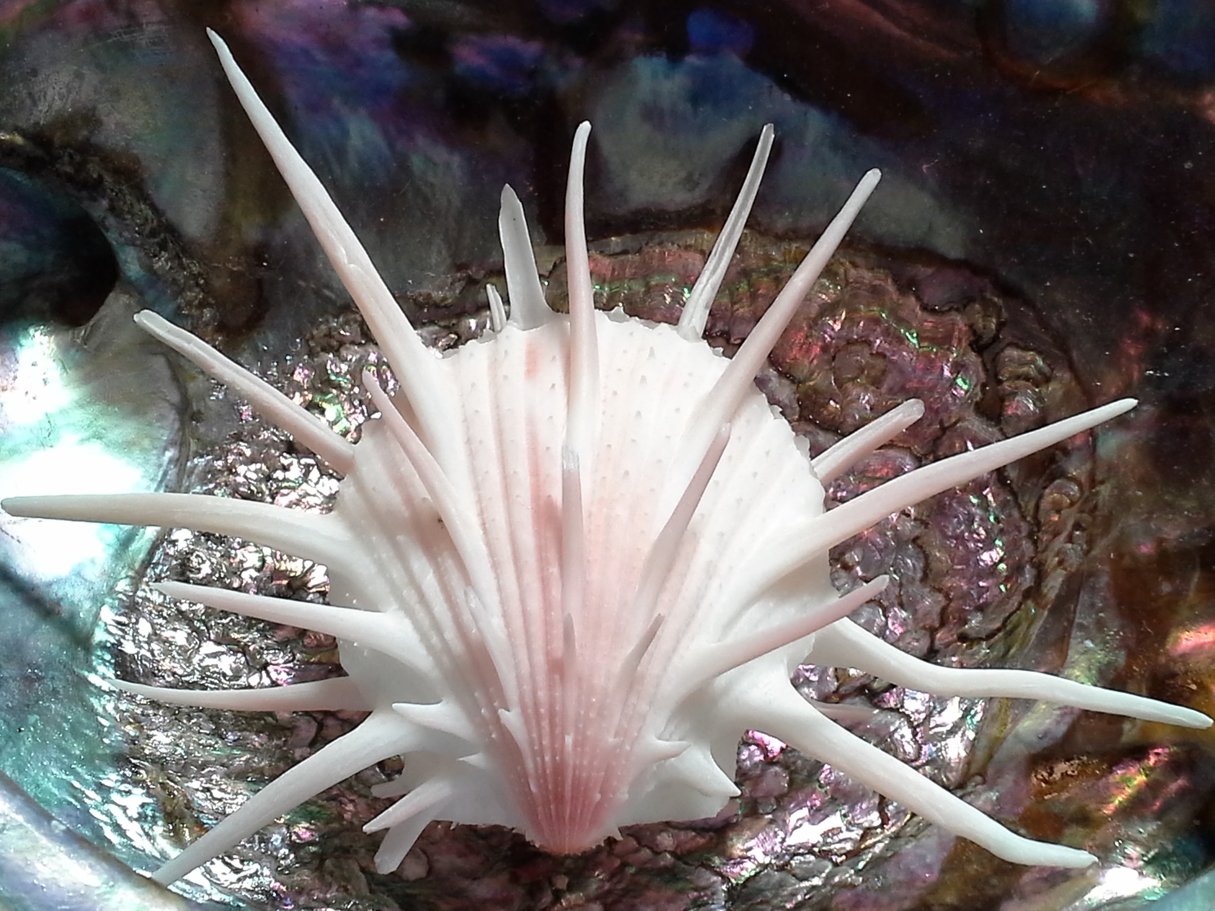 Spondylus Imperialis Sea Shells - Imperial Thorny Oyster