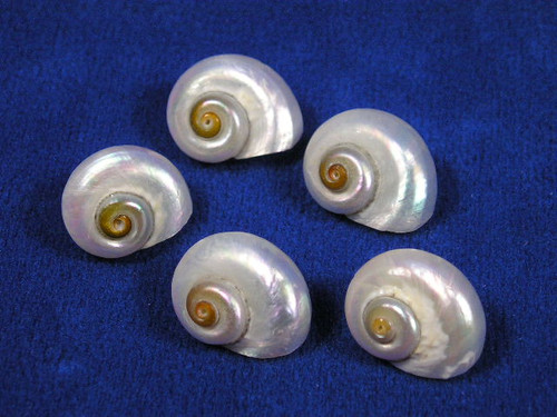 Pearly White Snail Shells - Turbo Cinnerus