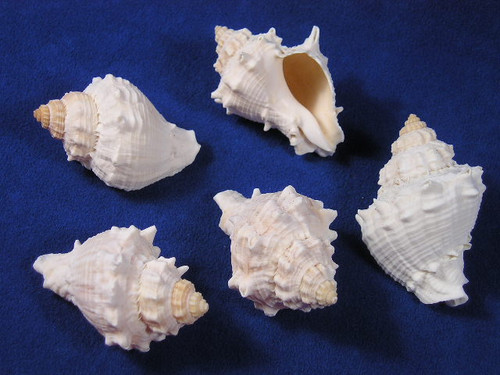 King Conch Shells