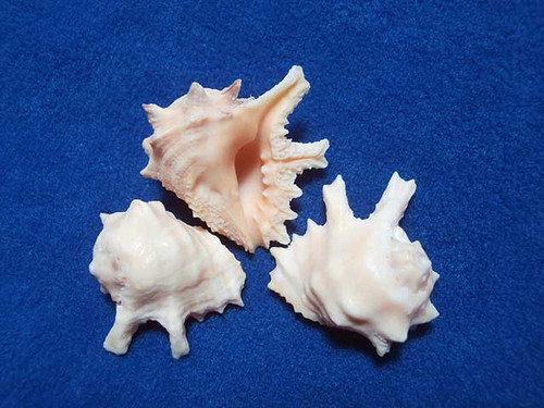 Peach Drupe Shells - Drupa Grossularia