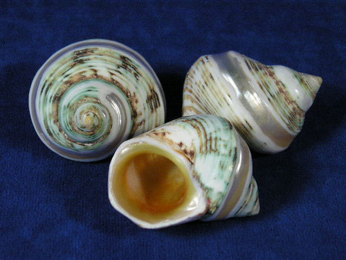 Banded Gold Mouth Hermit Crab Shells
