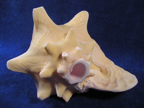 Pink Queen Conch Horn - Shell Horns - Trumpet Sea Shell