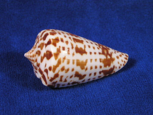 Inscriptus Cone Sea Shells