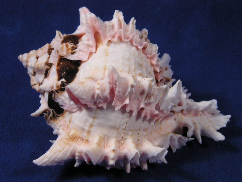 Regal Murex Seashells - Phyllonotus regius