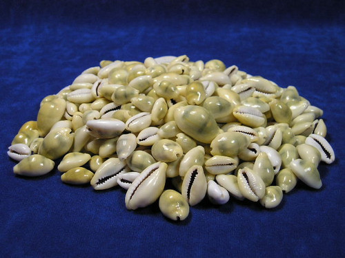 Money Cowrie Sea Shells - Cypraea moneta