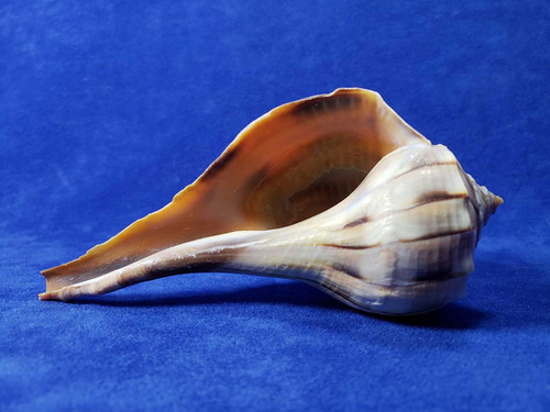 Left-handed Lightning Whelk Seashells - Busycon contrarium