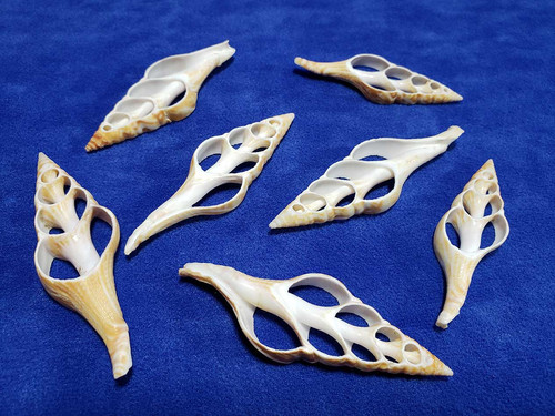 Center Cut Smooth Spindle Seashells | Craft Shells