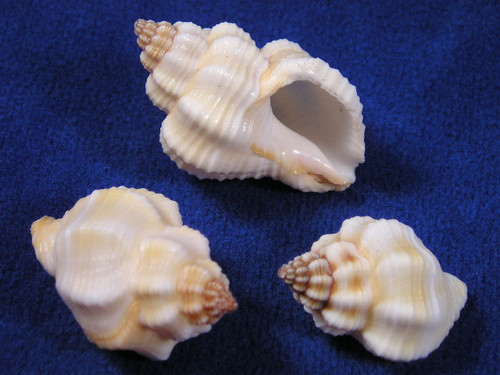 Tranquebar Goblet Sea Shells - Cantharus tranquebaricus