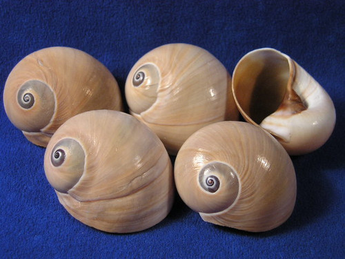 Whale Eye Hermit Crab Shells