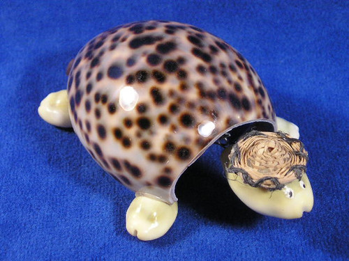 Bobble Head Sea Shell Turtle | Naples Sea Shells