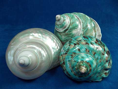 Three Jumbo Turbo Shells – Large (Graduating Pack) | Naples Sea Shells