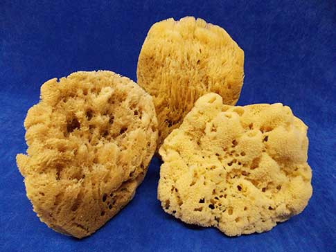 Decorative Sea Sponge - Ocean Sponges