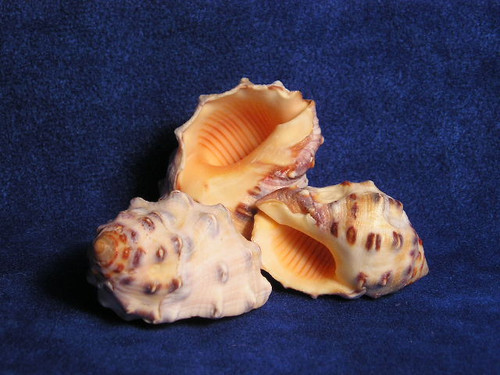 Mancinella Rock Shells | Naples Sea Shell