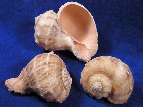 Rapana Bulbosa Sea Shells